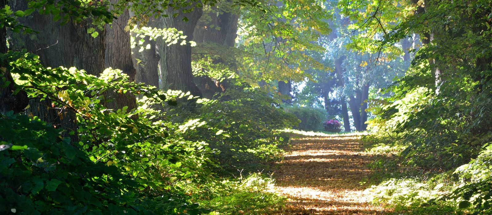 The Triple Bottom Line: A Path to Sustainable Business - iCOR